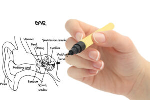 Auditory ossicles - structure, function and importance for hearing | HÖRST